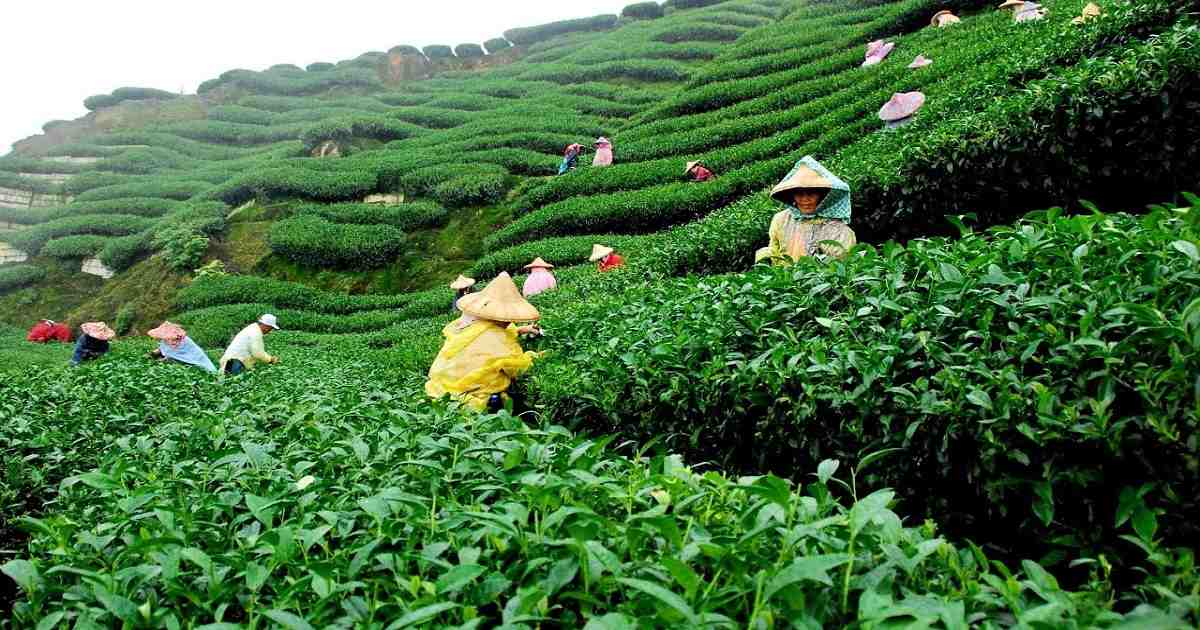 Best Tea Brands in Bangladesh