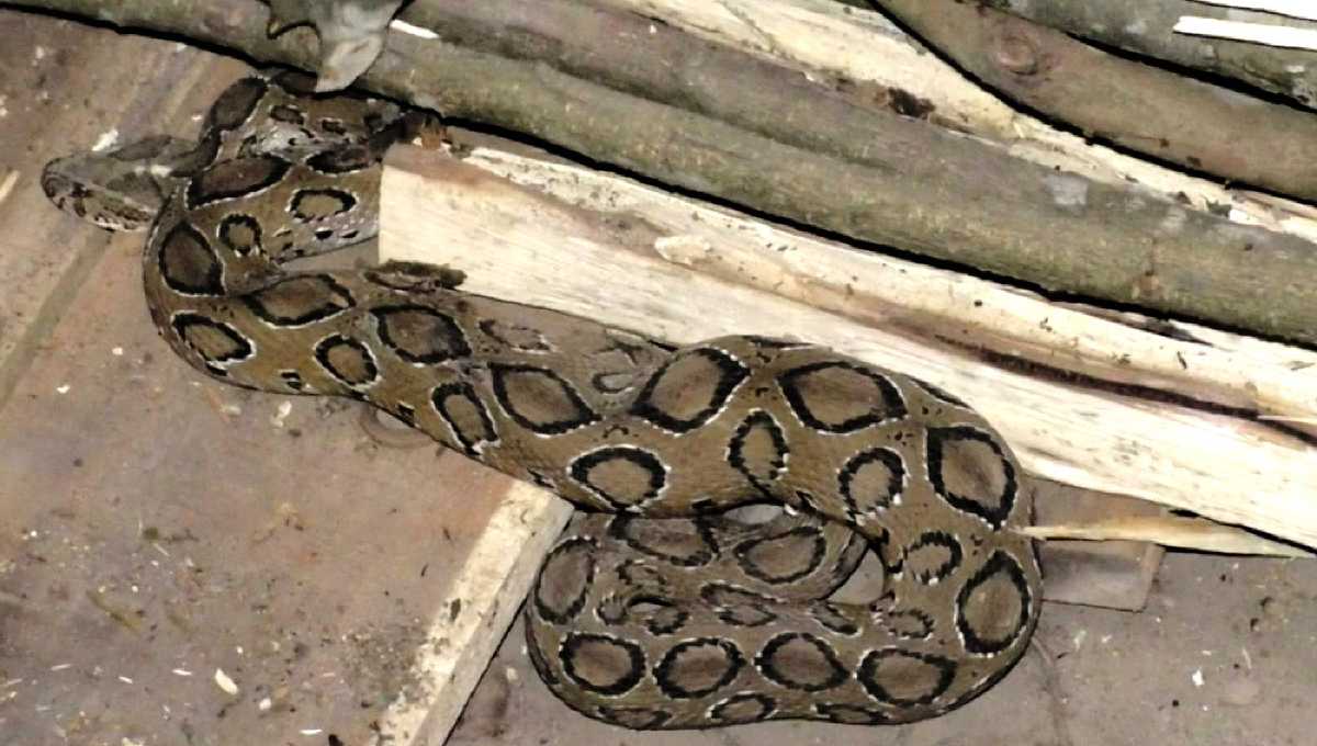 Rare Russell Viper snake rescued in Bhola; To be released Friday
