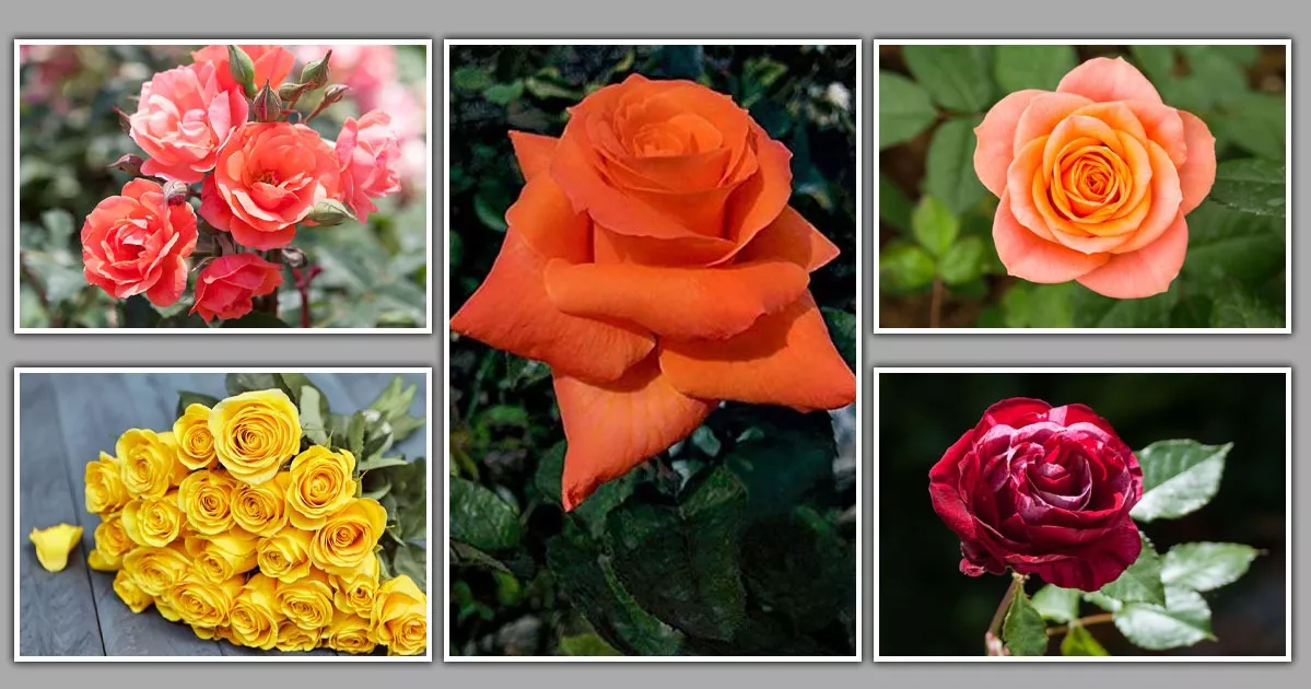 What Different Colors of Roses Mean: A Deeper Look