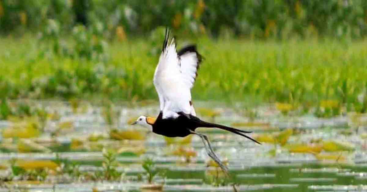 Visit Baikka Beel, Hail Haor, Sreemangal: Buoyant art of nature in a ...